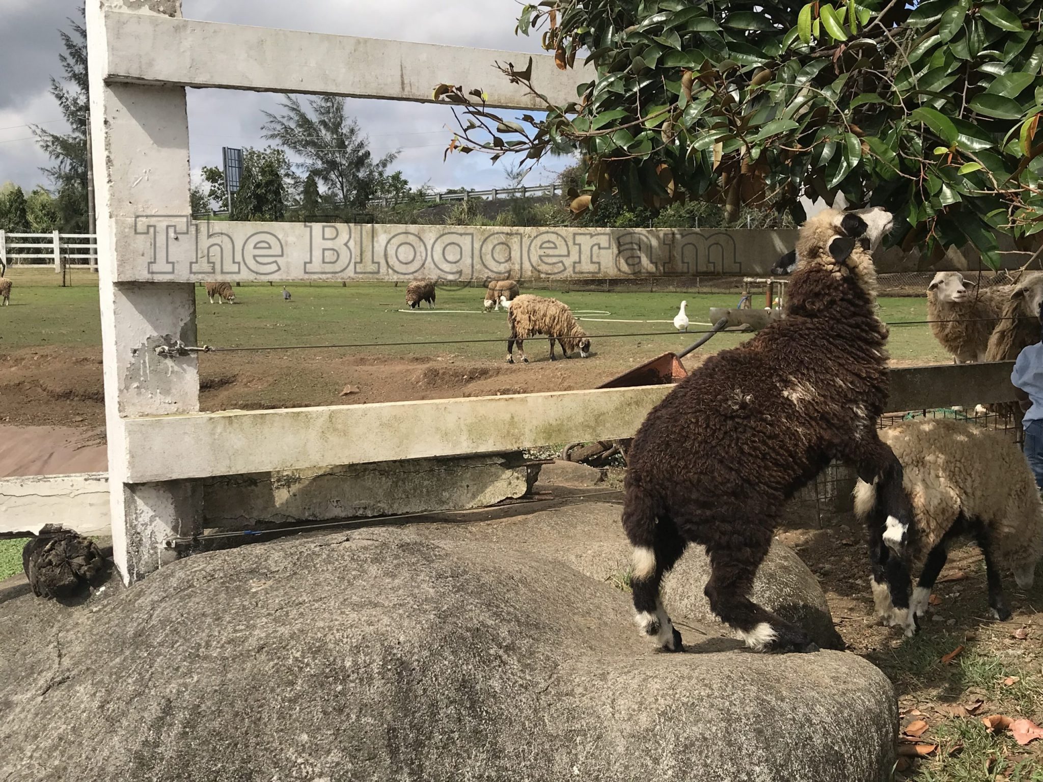 Review of the Old Grove Farmstead - [Rates and details] - The Bloggeram